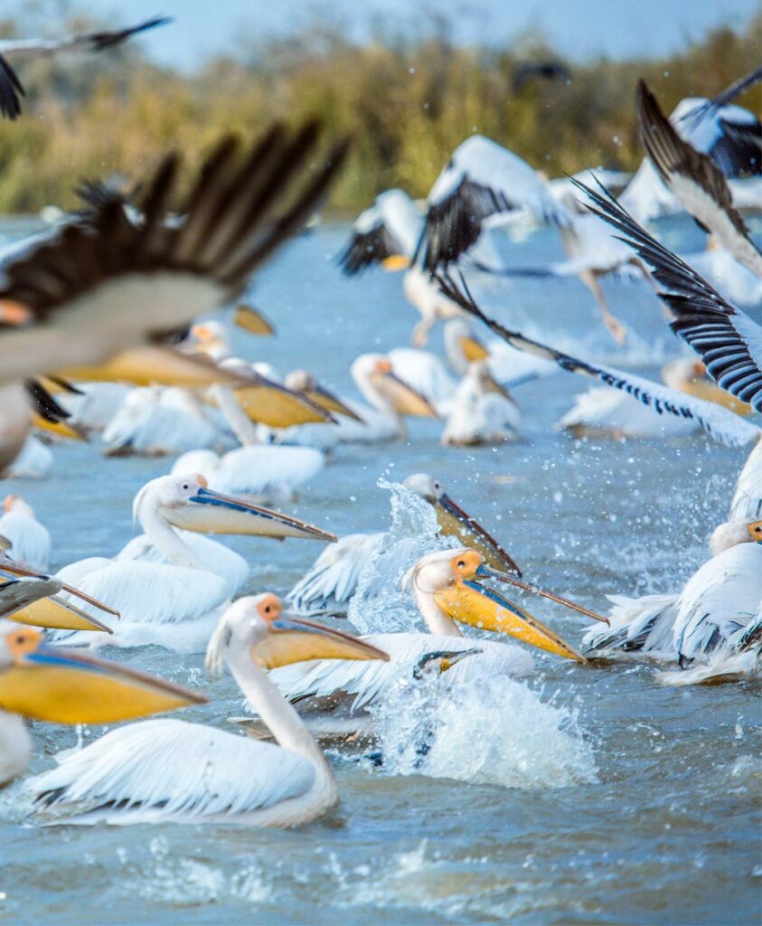 Présentation du parc - 🦜 Bienvenue au Parc National Djoudj 🦜