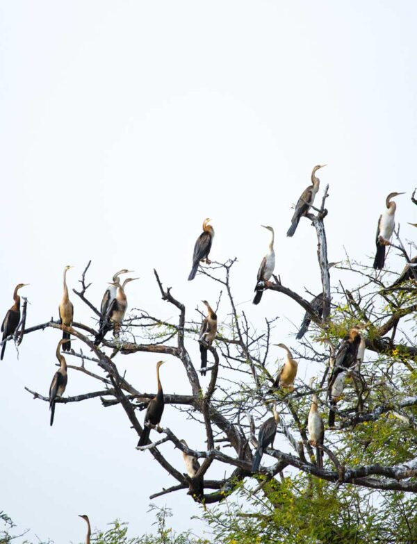 🦜 Bienvenue au 🦜 Bienvenue au Parc National Djoudj 🦜 🦜